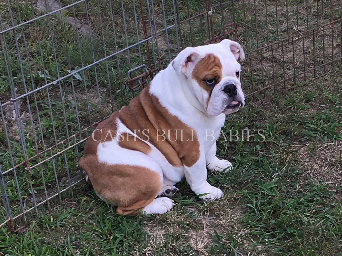 AKC English Bulldog Puppies For Sale, Champion Sired English Bulldog ...
