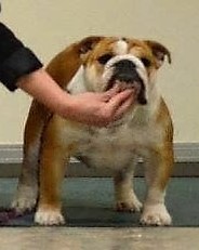 AKC English Bulldog Puppies For Sale, Champion Sired English Bulldog ...