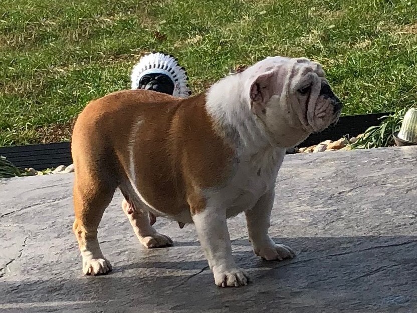 AKC English Bulldog Puppies For Sale, Champion Sired English Bulldog ...