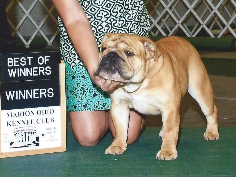 Our Champions, Champion Bulldogs, Champion English Bulldogs, Top 5 ...